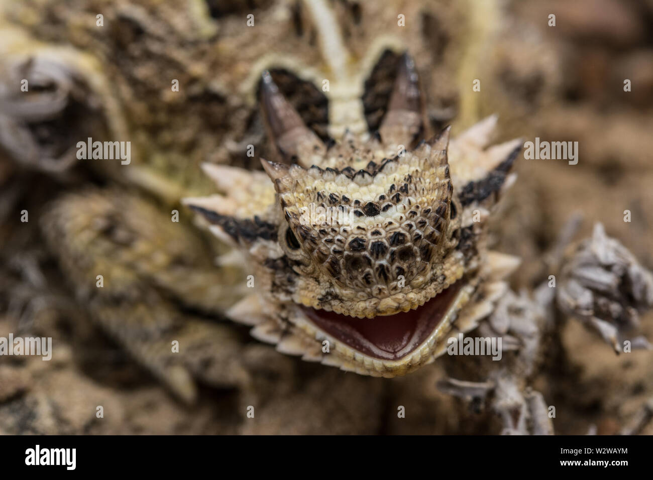 Texas Horned Lizard (Phrynosoma cornutum) from Otero County, Colorado ...