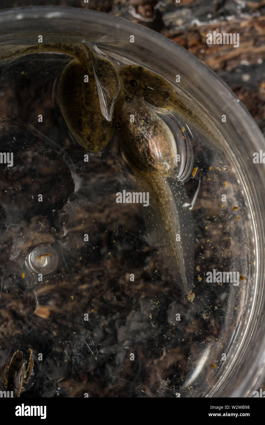 Tadpoles of the Plains Leopard Frog (Lithobates blairi) from Otero ...