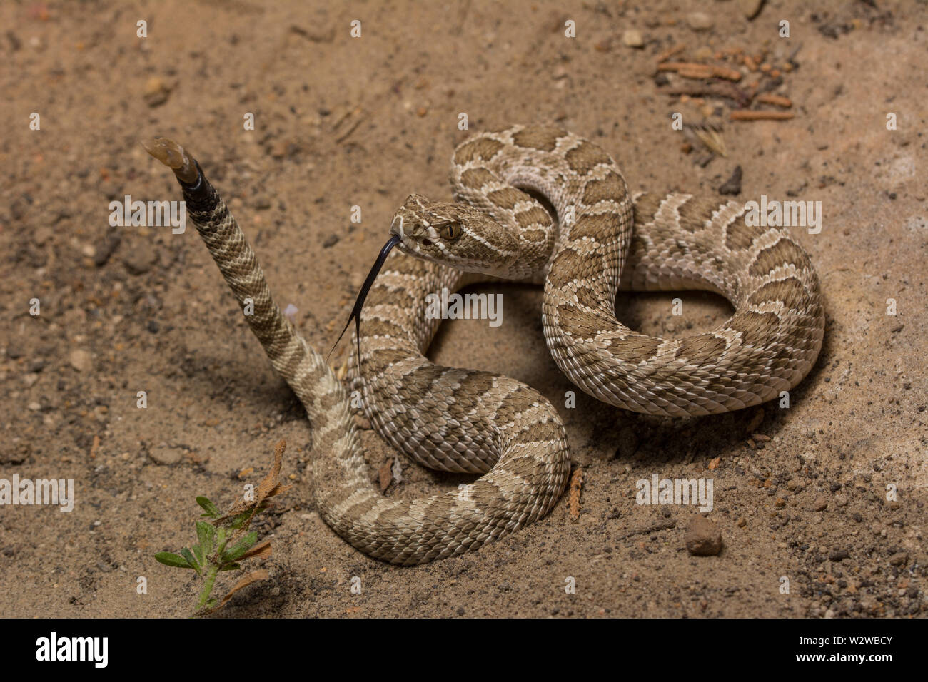 Prairie Rattlesnake (Crotalus viridis) from Otero County, Colorado, USA ...