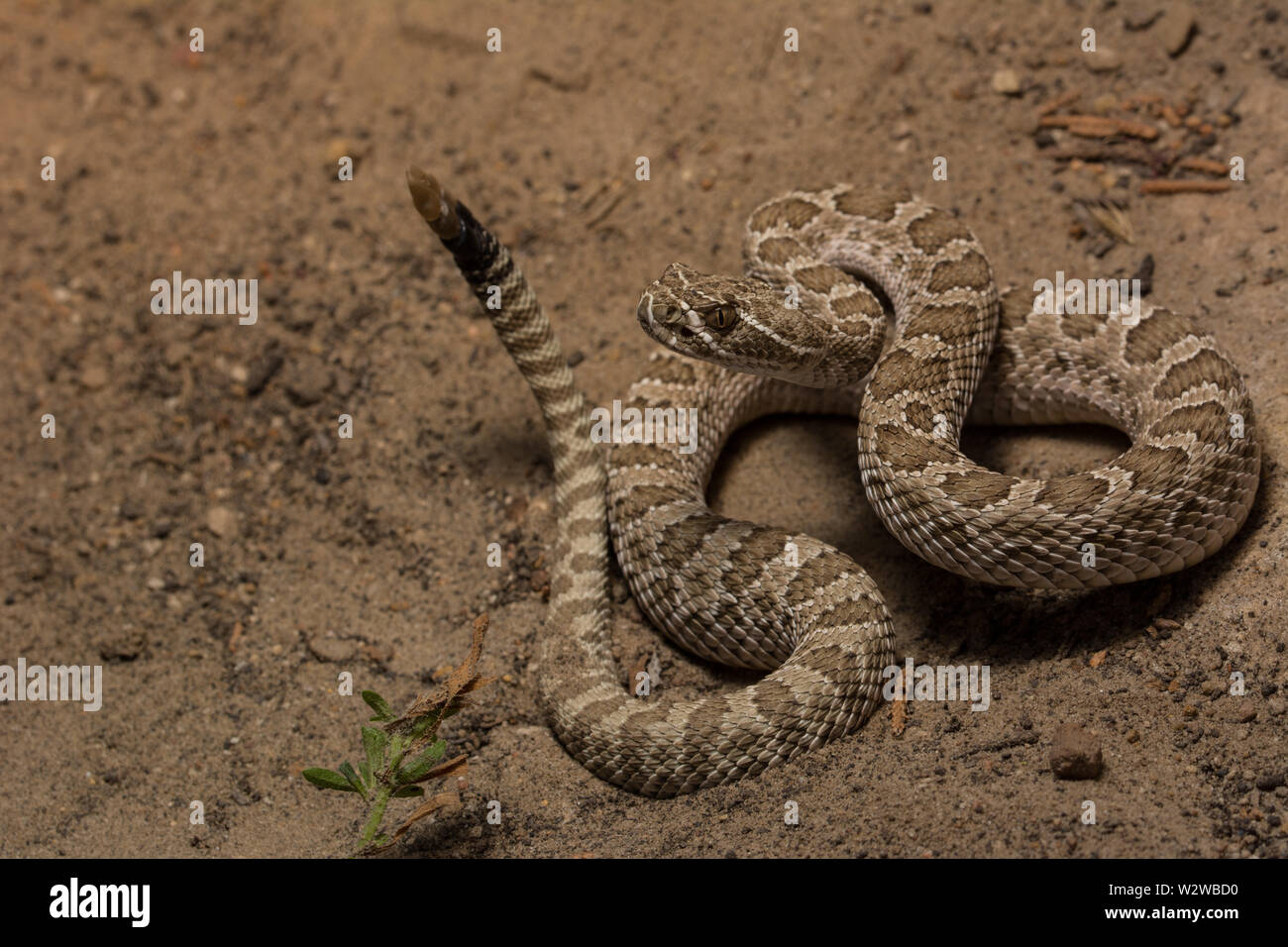 Prairie Rattlesnake (Crotalus viridis) from Otero County, Colorado, USA ...