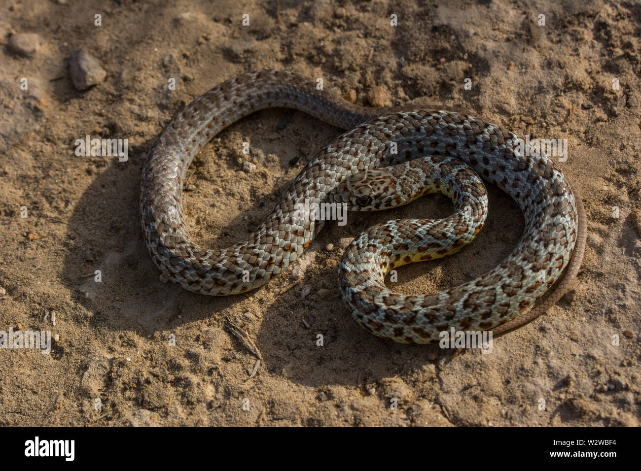 Eastern Yellow-bellied Racer (Coluber constrictor flaviventris) from ...
