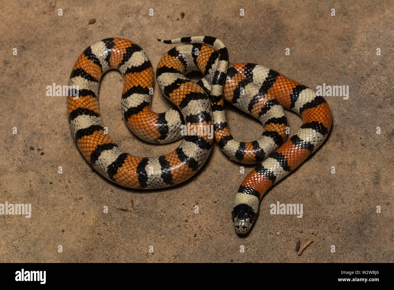 Western Milksnake (Lampropeltis gentilis) from Otero County, Colorado ...
