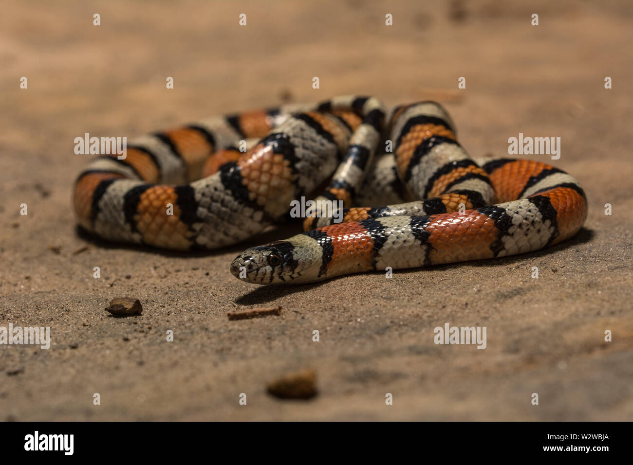Plains milksnake hi-res stock photography and images - Alamy