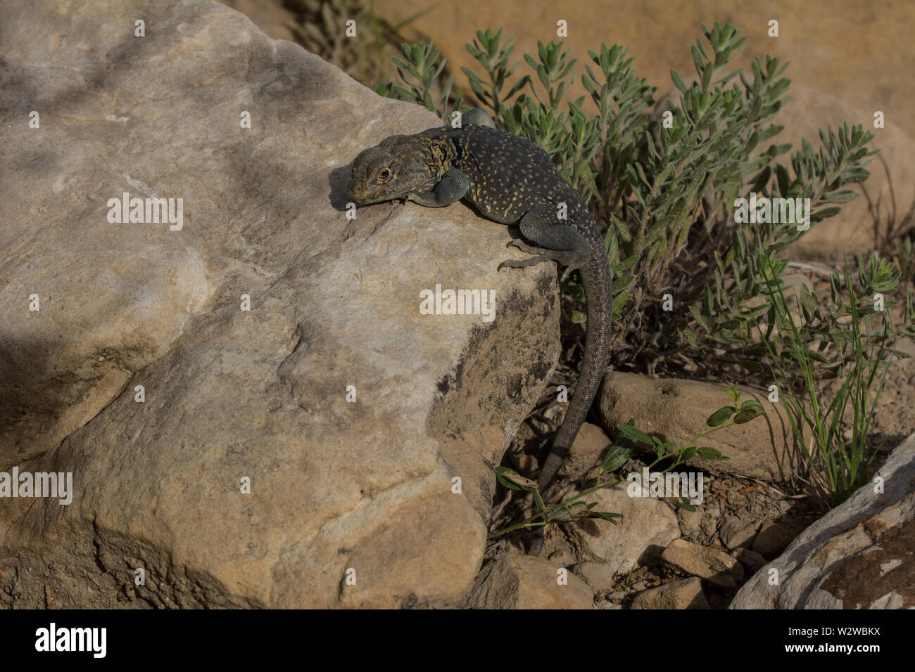 Eastern Collared Lizard (Crotaphytus collaris) from Otero County ...