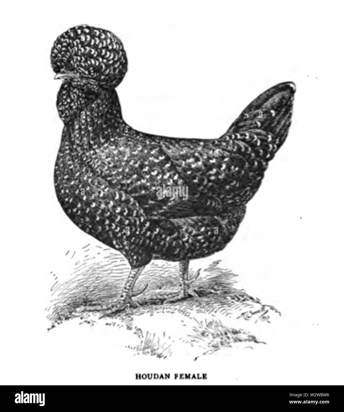 Houdan hi-res stock photography and images - Alamy