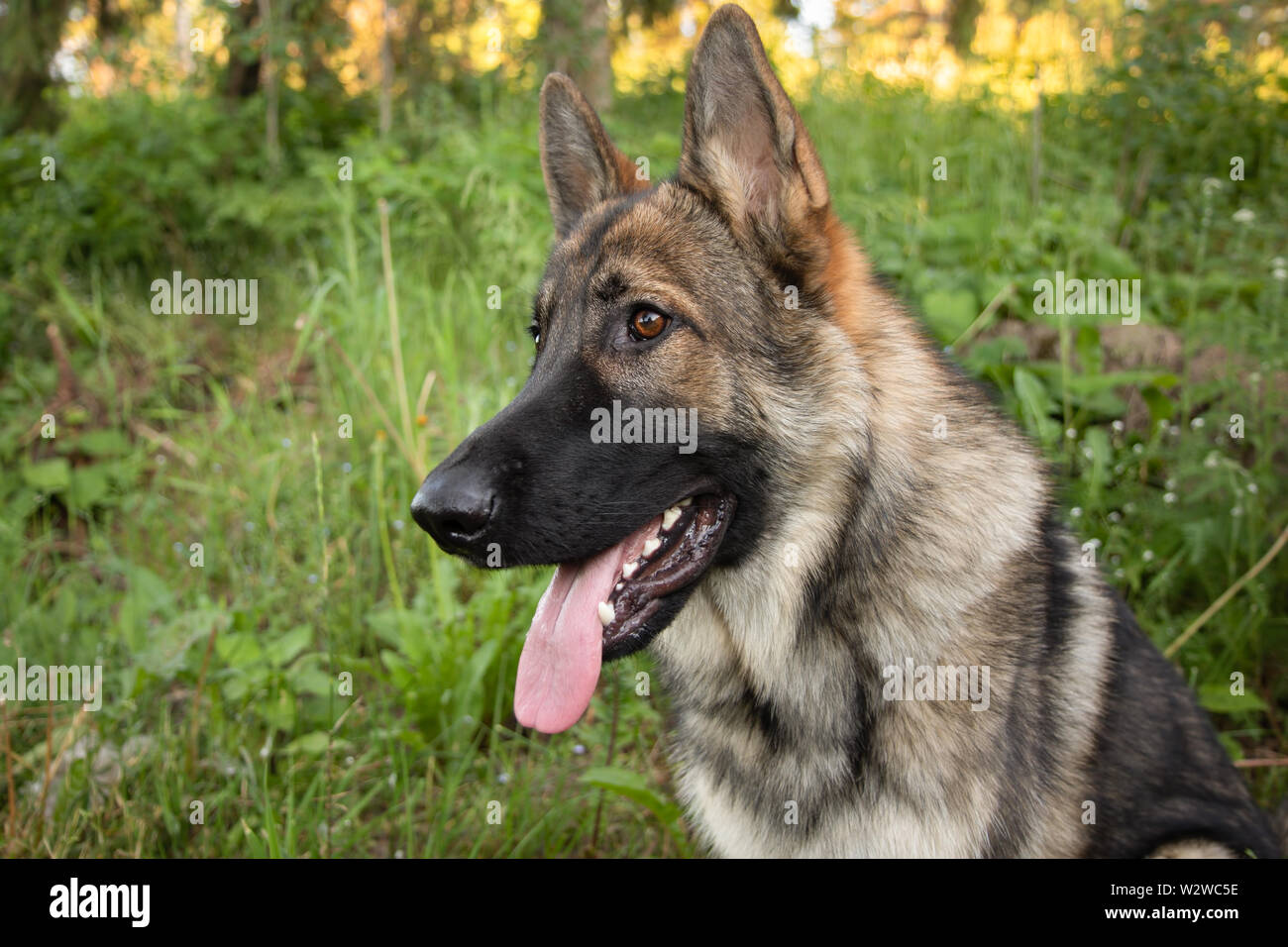 What Is A Sable German Shepherd Dog