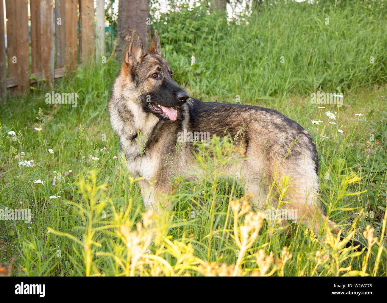 Sable German Shepherd Dog Portrait Outdoors Standing Stock Photo - Alamy