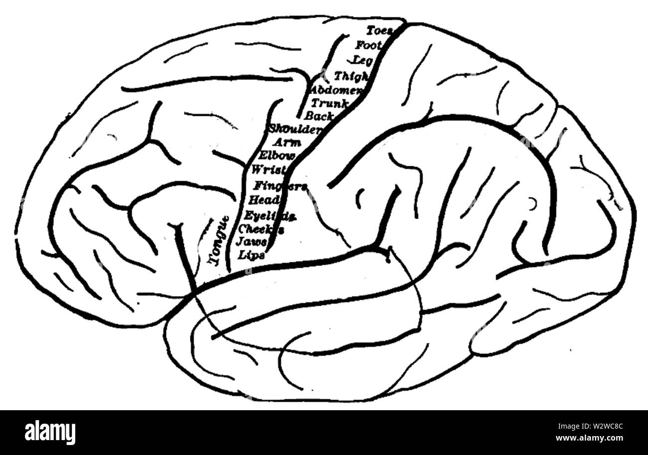 Human motor cortex topography Stock Photo - Alamy