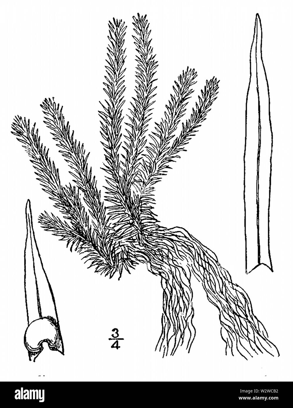 Huperzia porophila drawing Stock Photo - Alamy