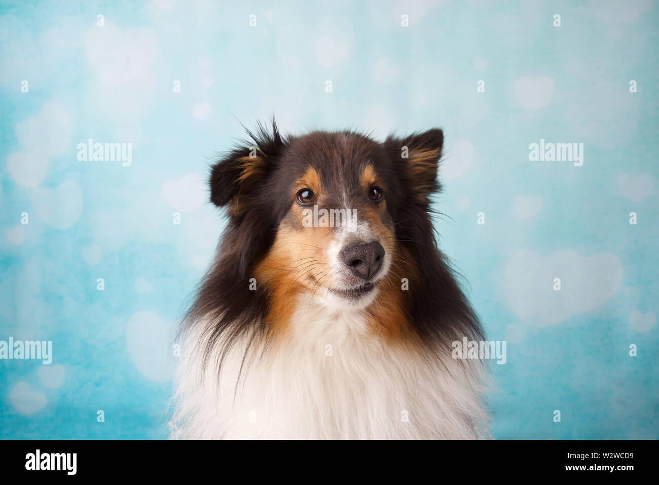 Pretty purebred shetland sheepdog making funny faces in studio on a ...