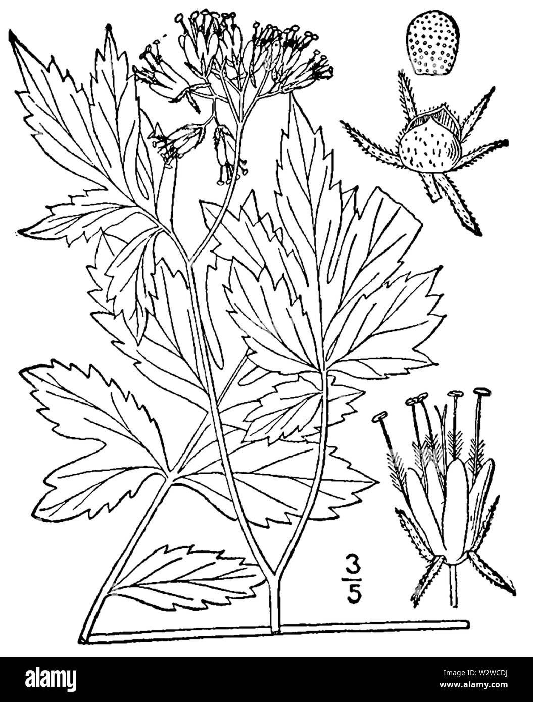 Botanical illustration of Hydrophyllum virginianum from 1913 Stock ...