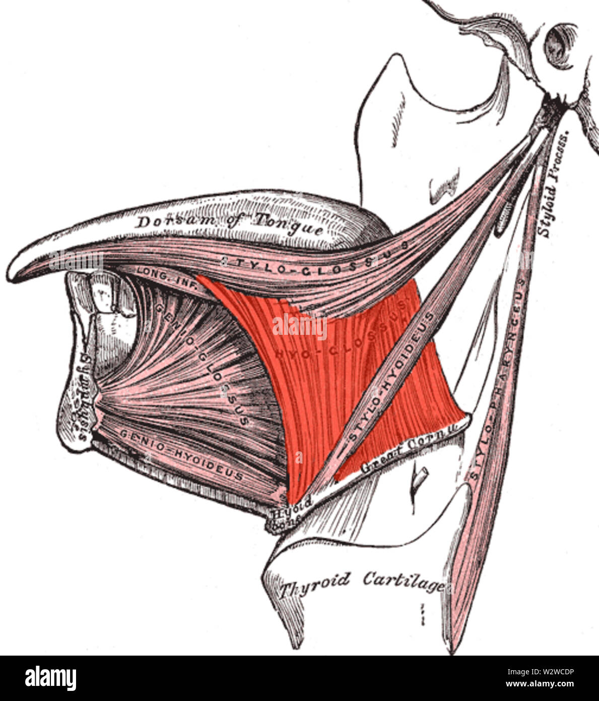 Hyoglossus Cut Out Stock Images & Pictures - Alamy