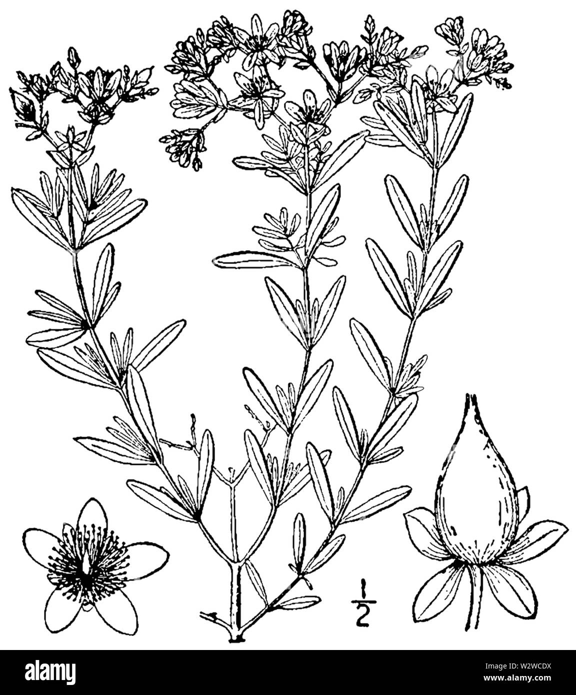 Hypericum densiflorum Black and White Stock Photos & Images - Alamy