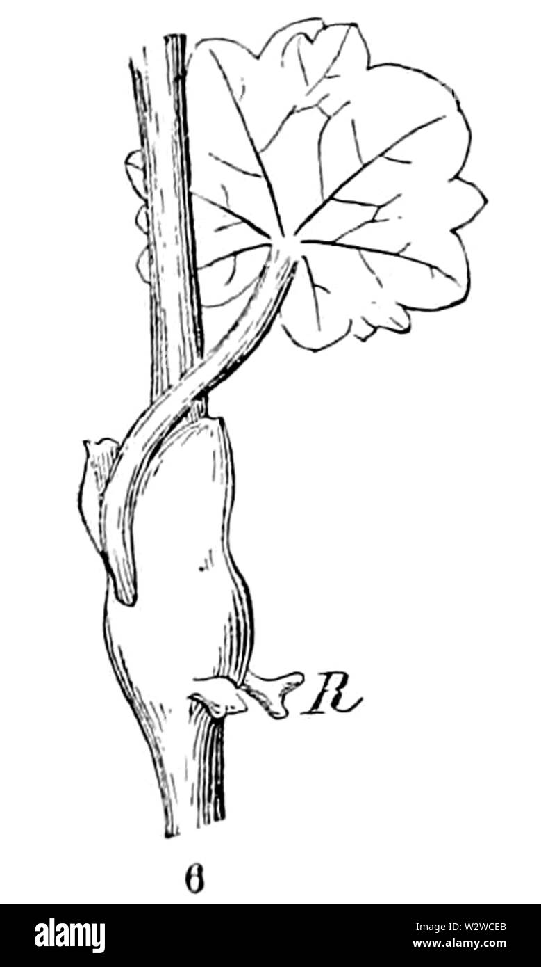 Hydrocotyle americana hi-res stock photography and images - Alamy