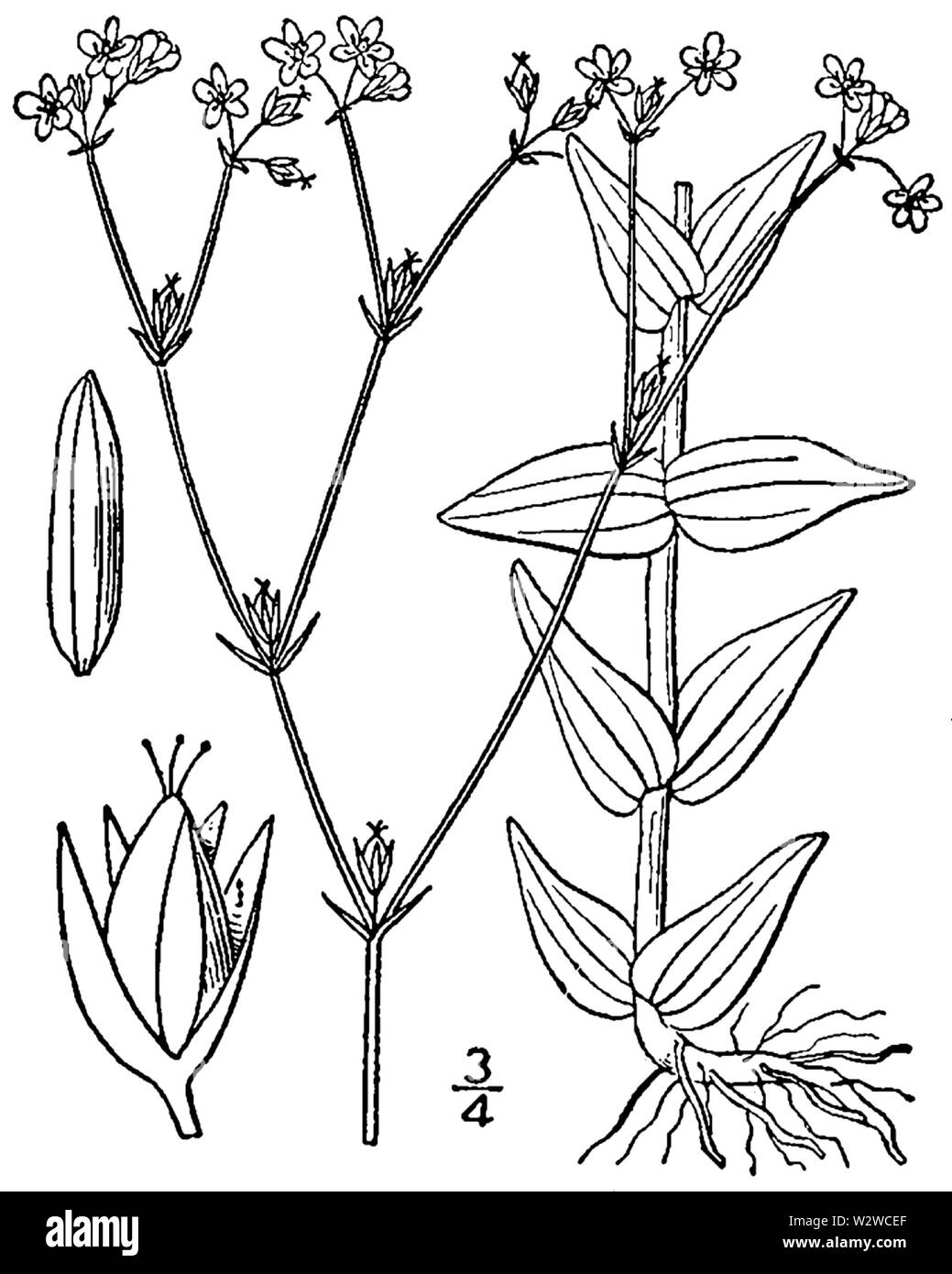 Hypericum Black and White Stock Photos & Images - Alamy