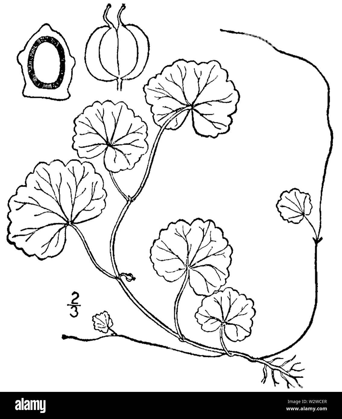 Hydrocotyle americana drawing Stock Photo - Alamy