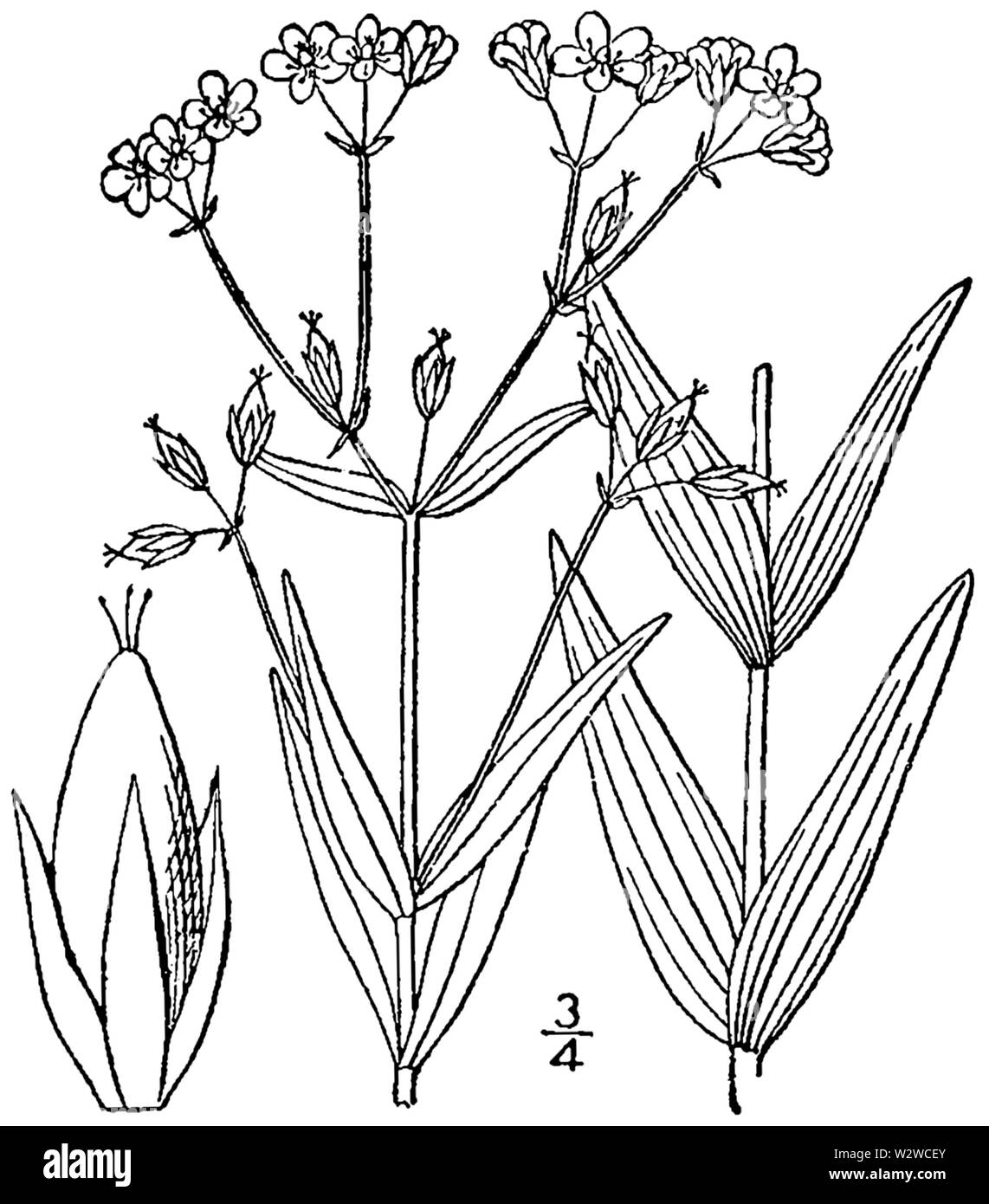 Hypericum majus BB-1913 Stock Photo - Alamy