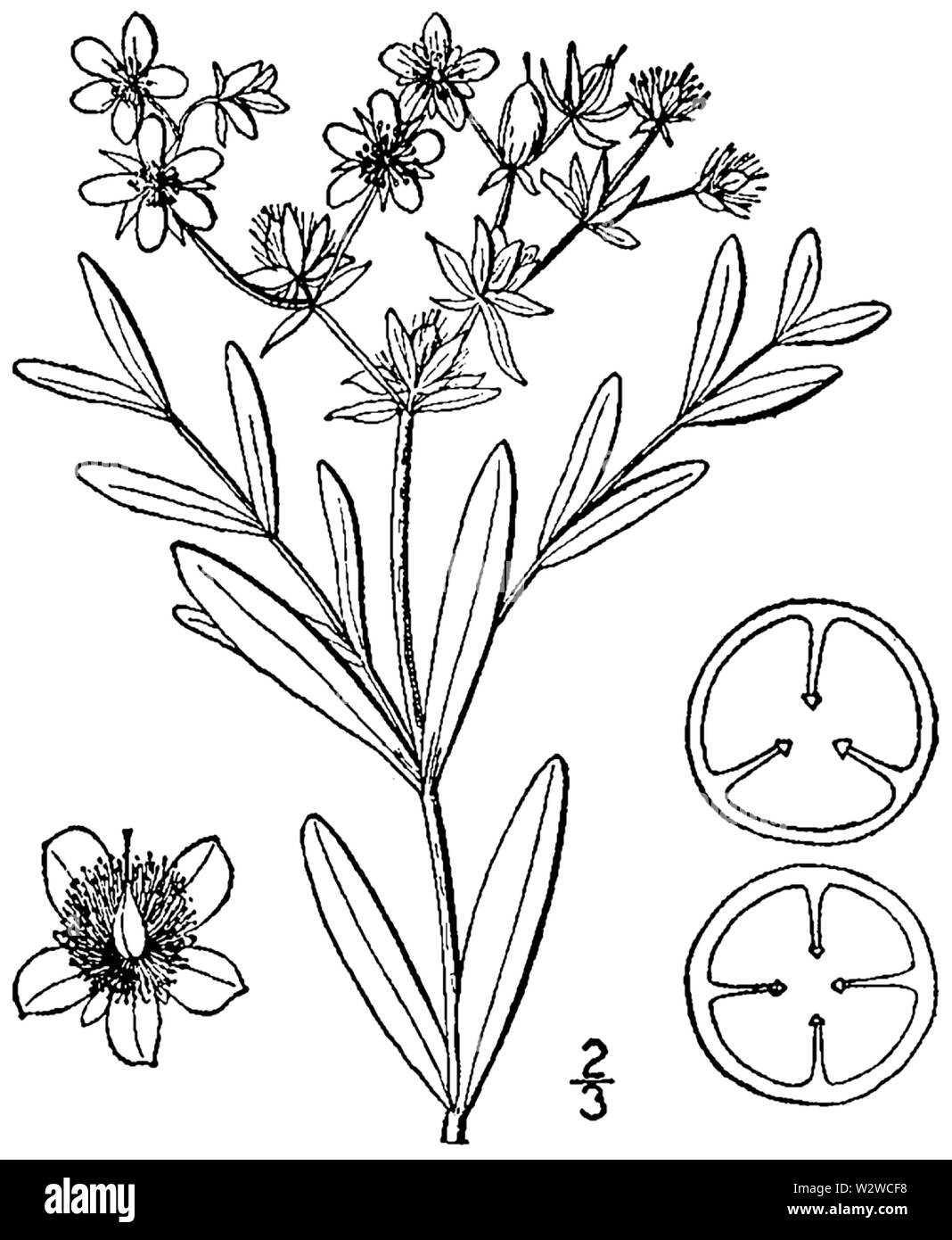 Hypericum adpressum drawing Stock Photo - Alamy