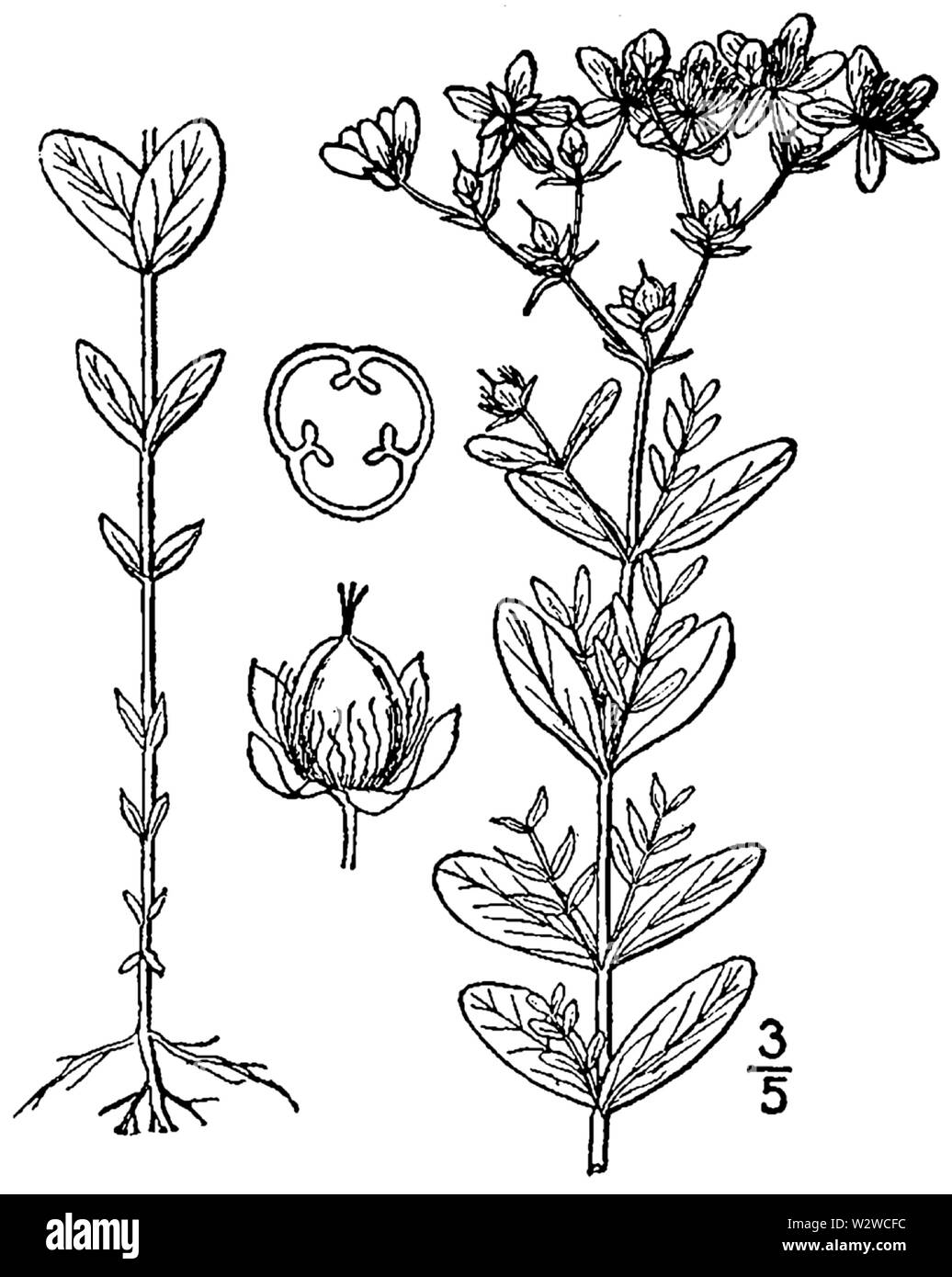 Hypericum Black and White Stock Photos & Images - Alamy