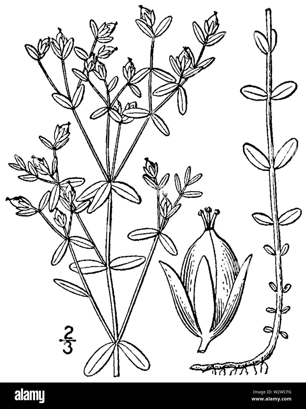 Hypericum Black and White Stock Photos & Images - Alamy