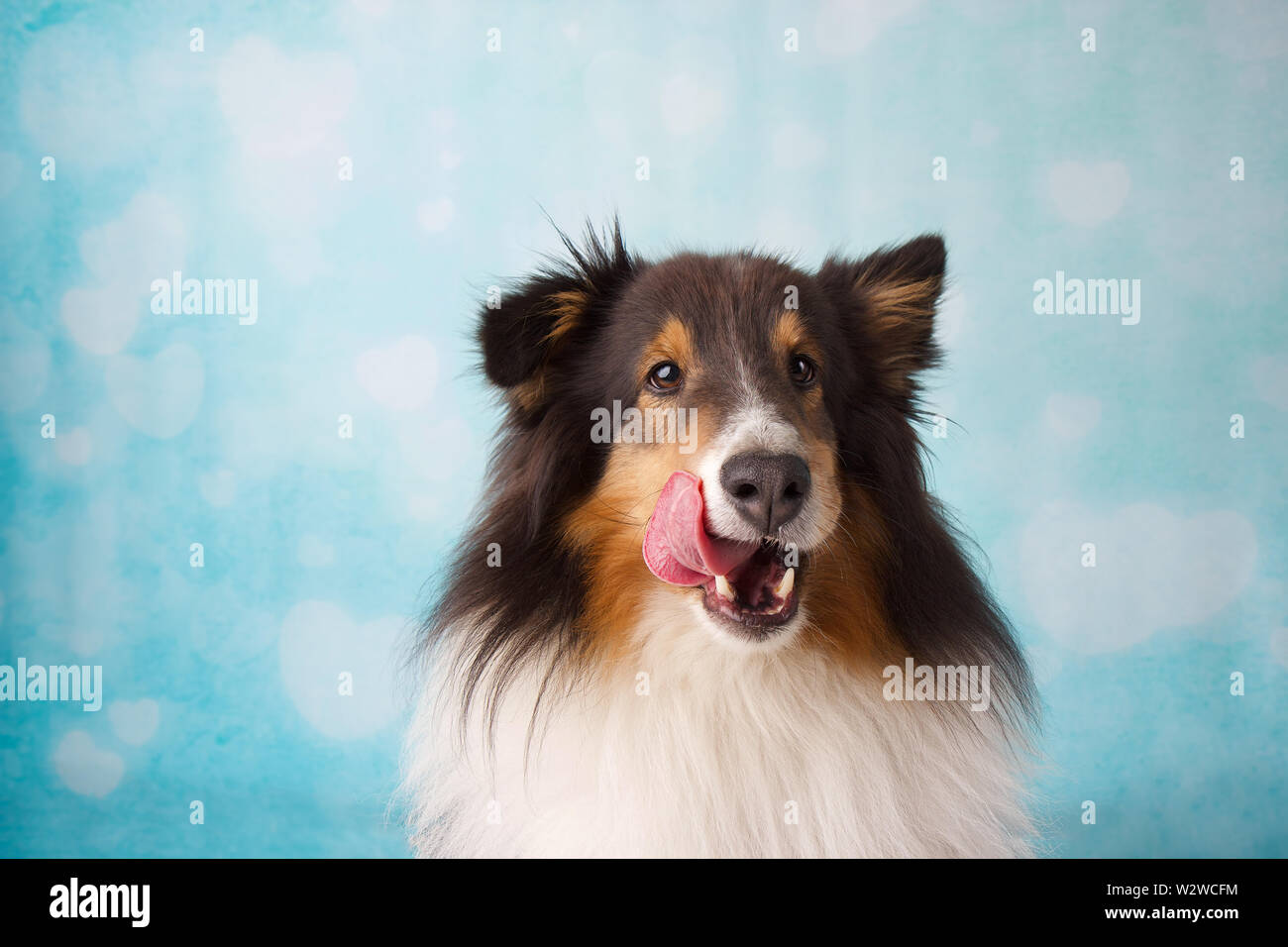 Pretty purebred shetland sheepdog making funny faces in studio on a ...