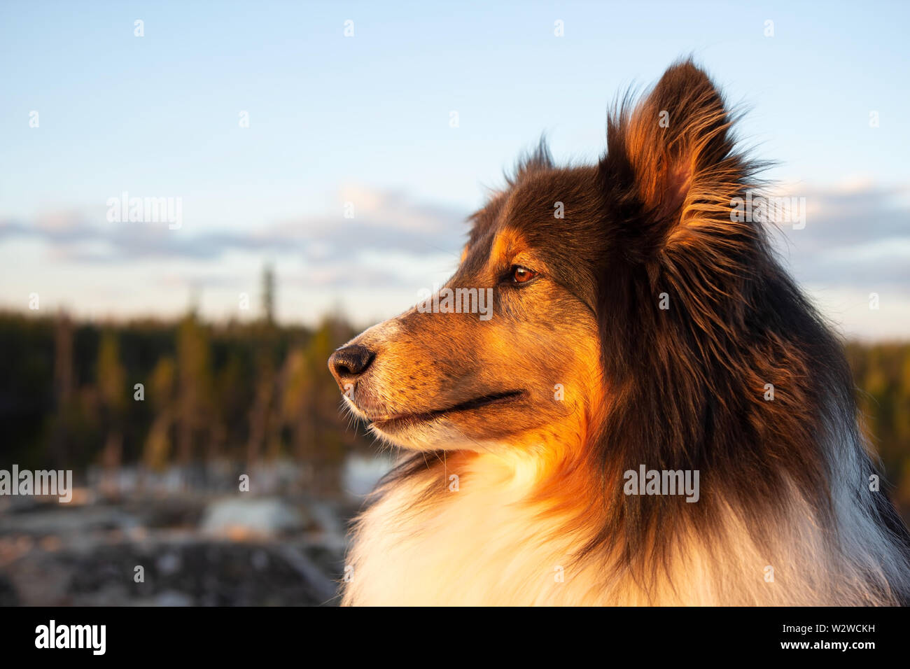 Sheepdog dawn hi-res stock photography and images - Alamy
