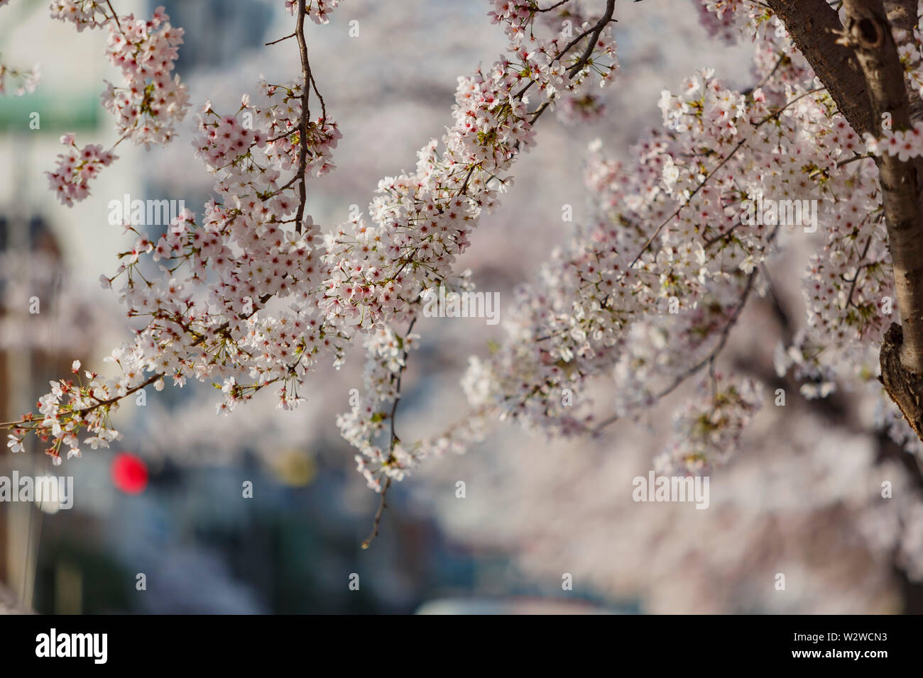 Korea spring tree hi-res stock photography and images - Alamy