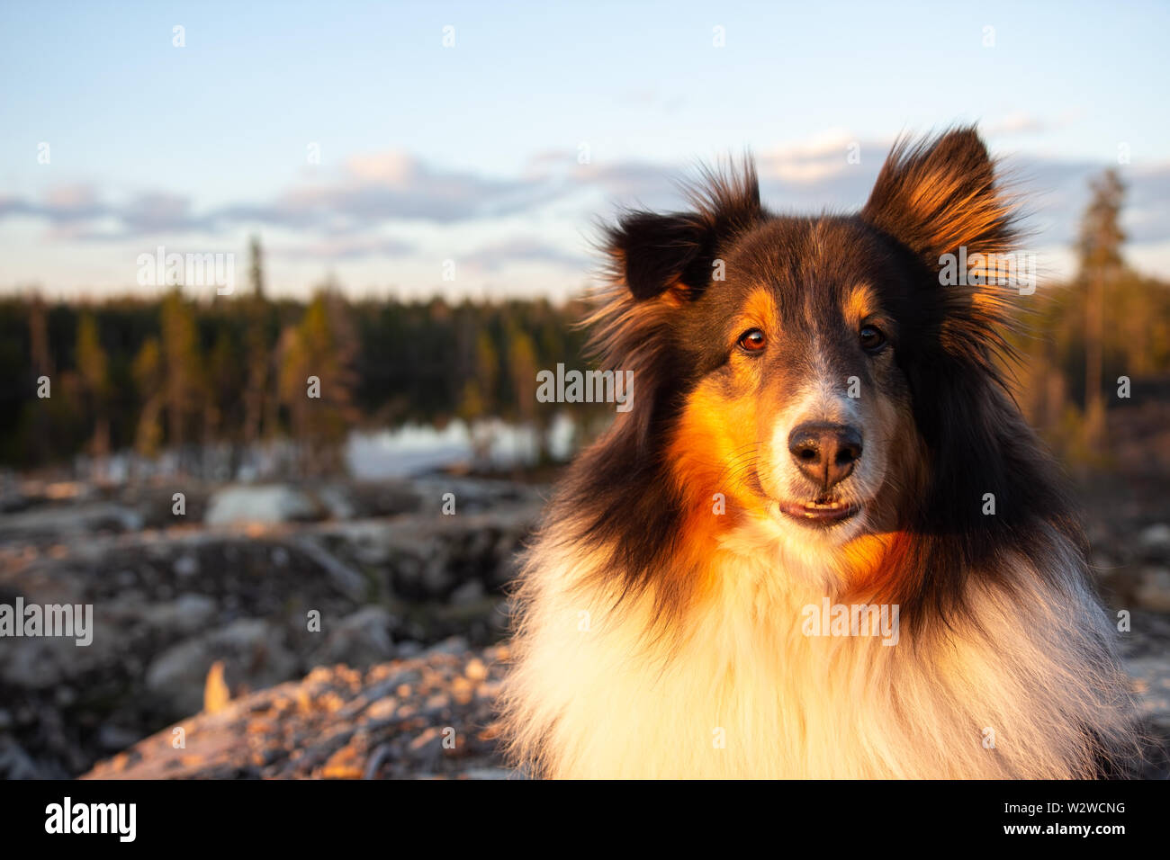 Rough Collie Sheltie Shetland Sheepdog High Resolution Stock ...