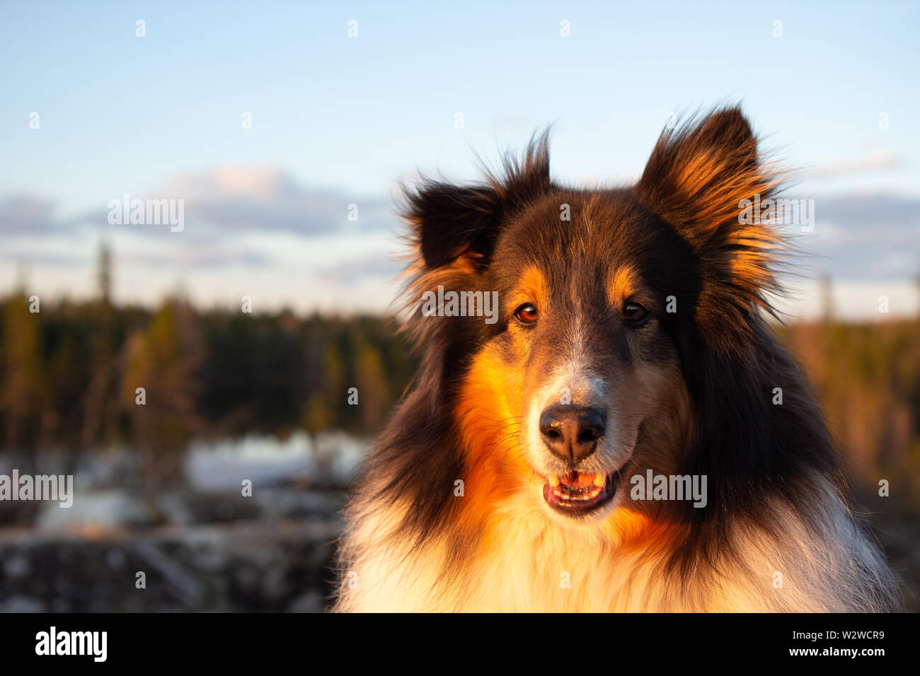 Sheepdog dawn hi-res stock photography and images - Alamy