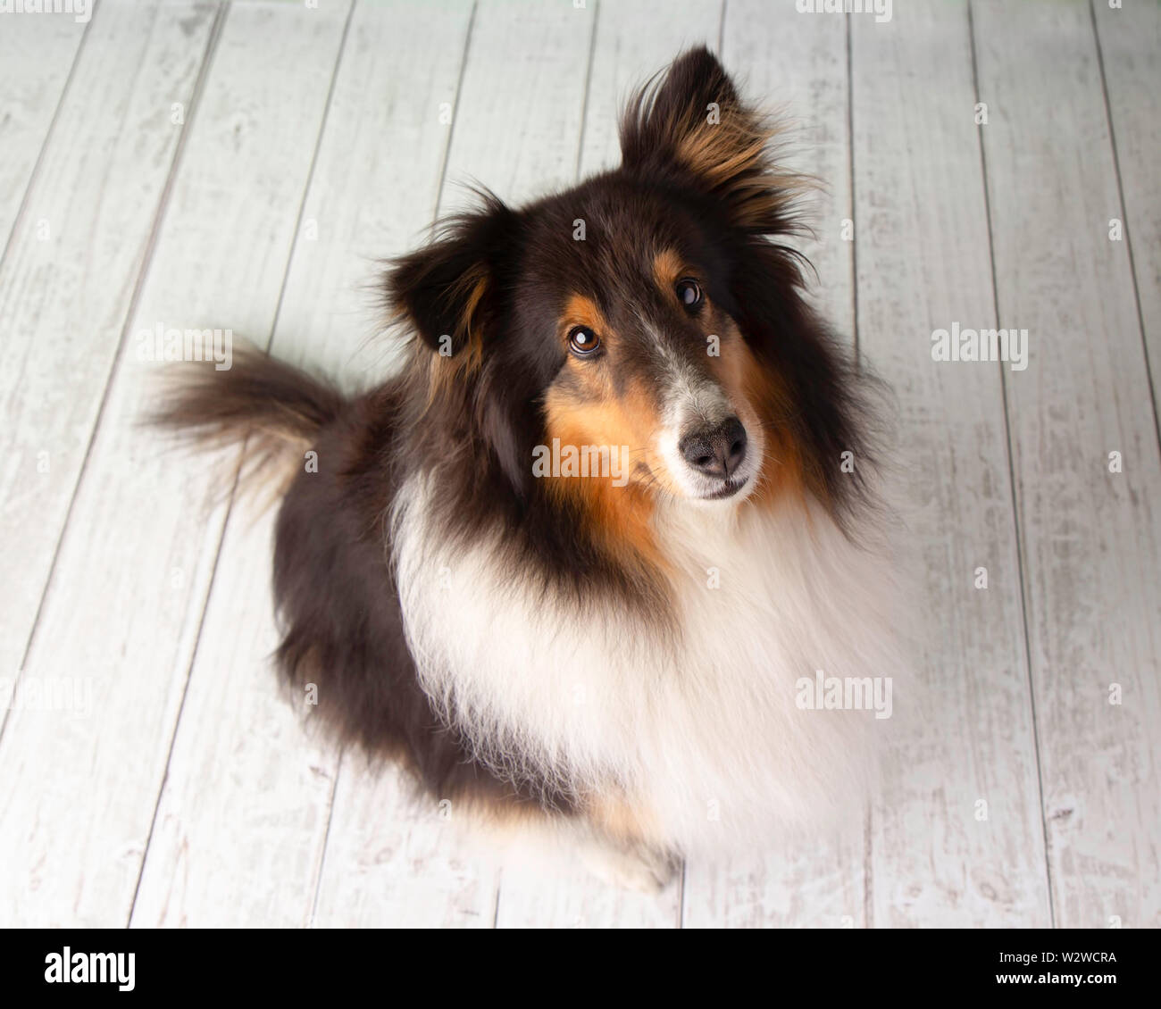 Shetland Sheepdog in Studio Portrait Sitting Stock Photo - Alamy