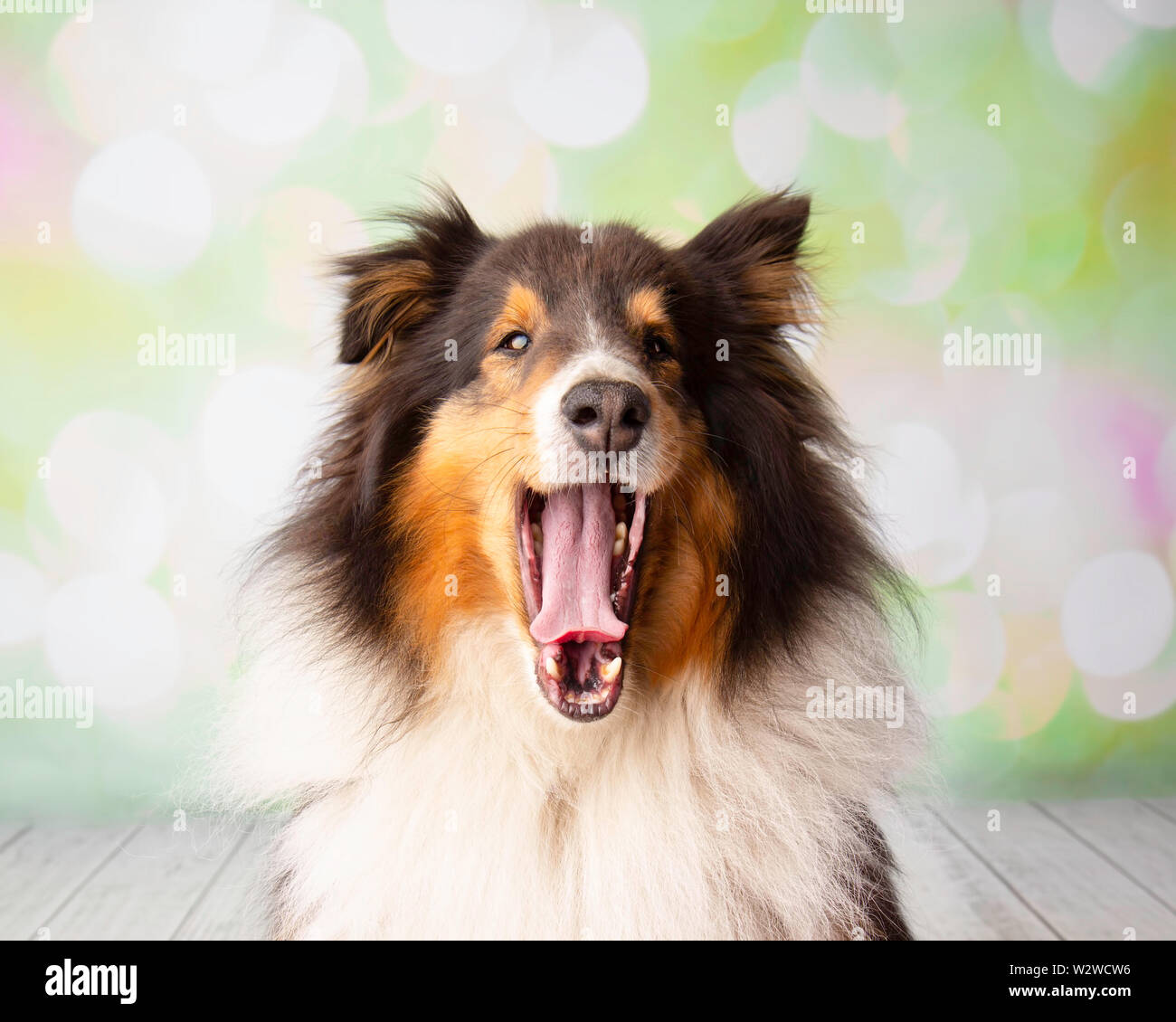 Tricolor adorable shetland sheepdog hi-res stock photography and images ...