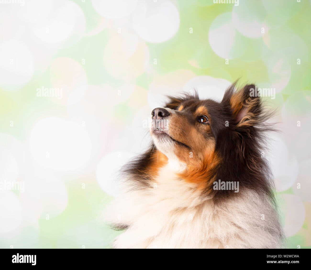 Shetland Sheepdog in Studio Portrait Looking Up Stock Photo - Alamy