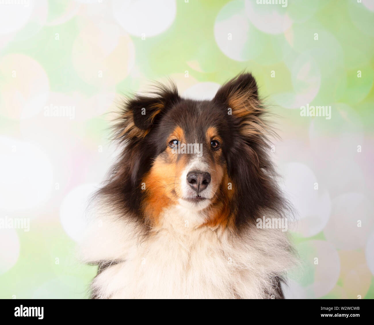 Shetland Sheepdog in Studio Portrait Face Stock Photo - Alamy