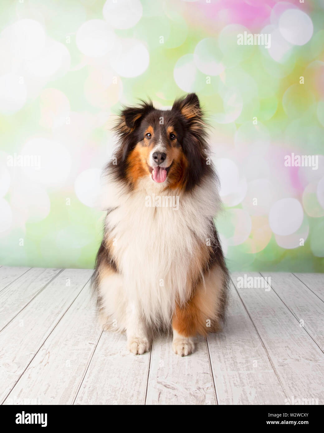 Shetland Sheepdog in Studio Portrait Sitting Stock Photo - Alamy