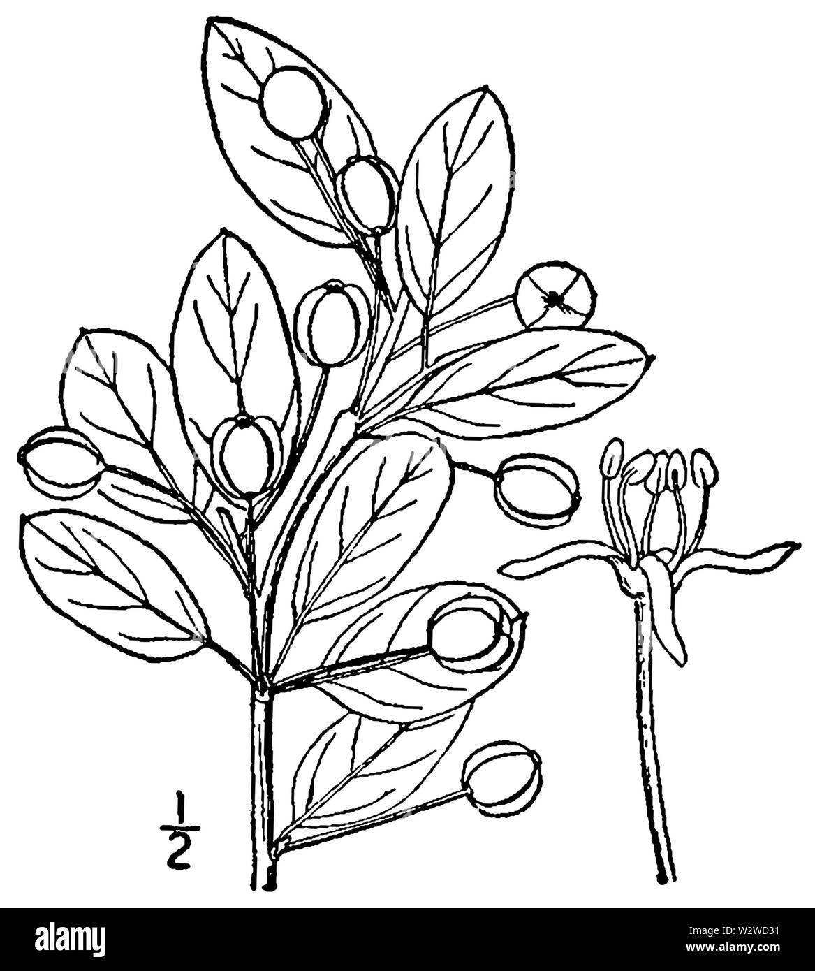 Holly ilex Black and White Stock Photos & Images - Alamy