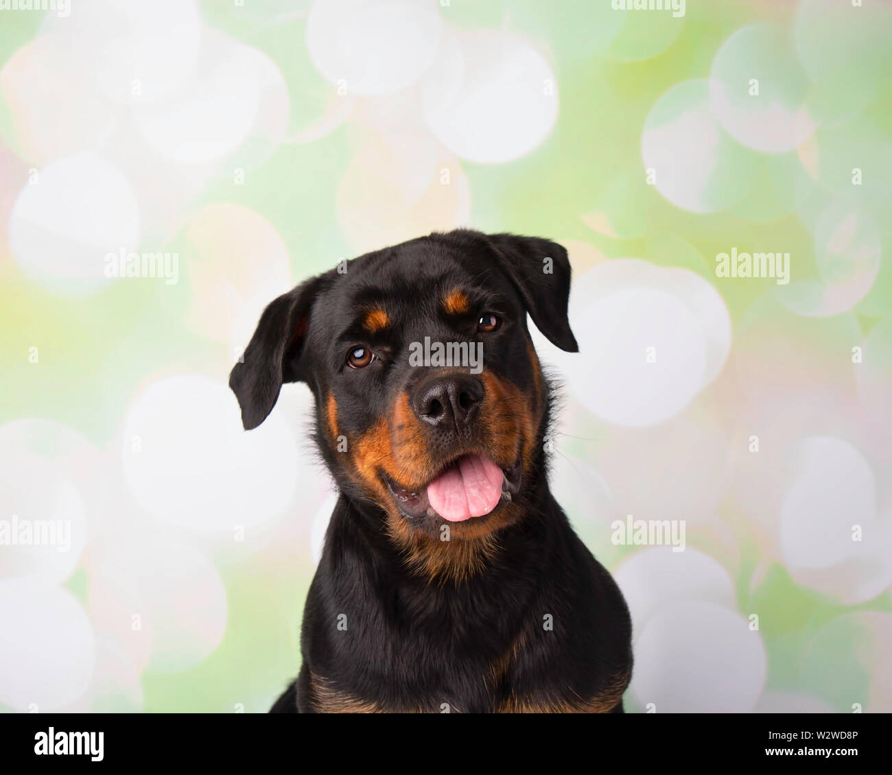 Rottweiler Portrait In Studio Face Stock Photo - Alamy