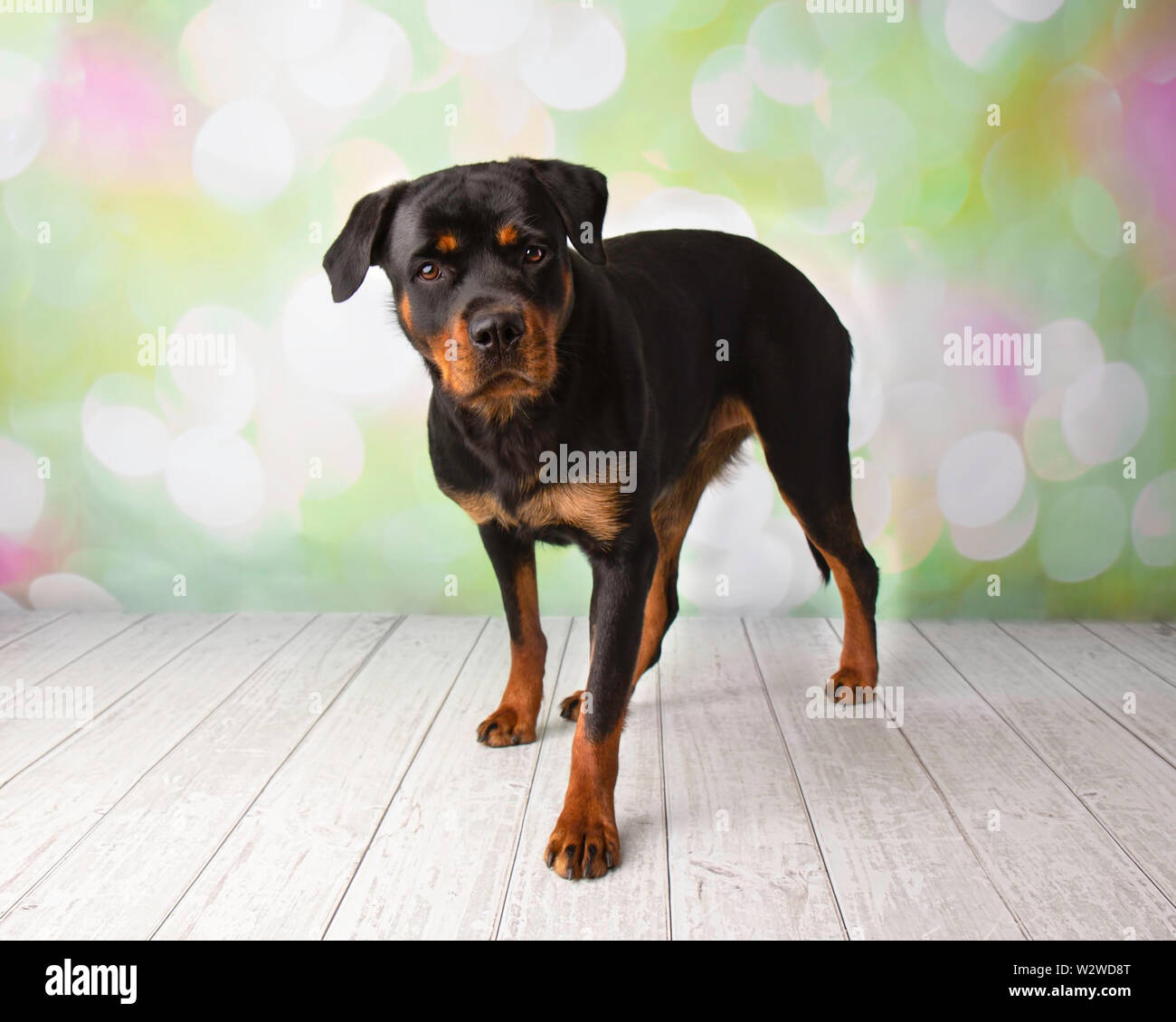 Rottweiler Portrait In Studio Standing Stock Photo - Alamy