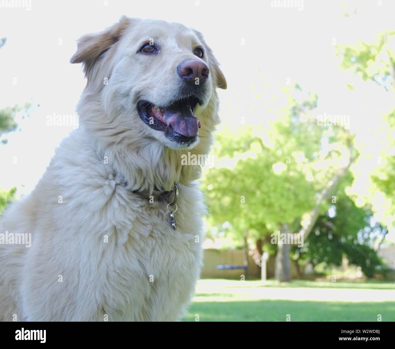 Beautiful Golden Retriever Stock Photo - Alamy