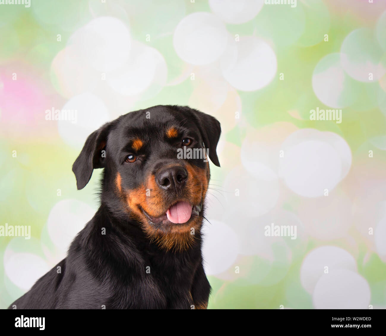 Rottweiler Portrait In Studio Face Stock Photo - Alamy
