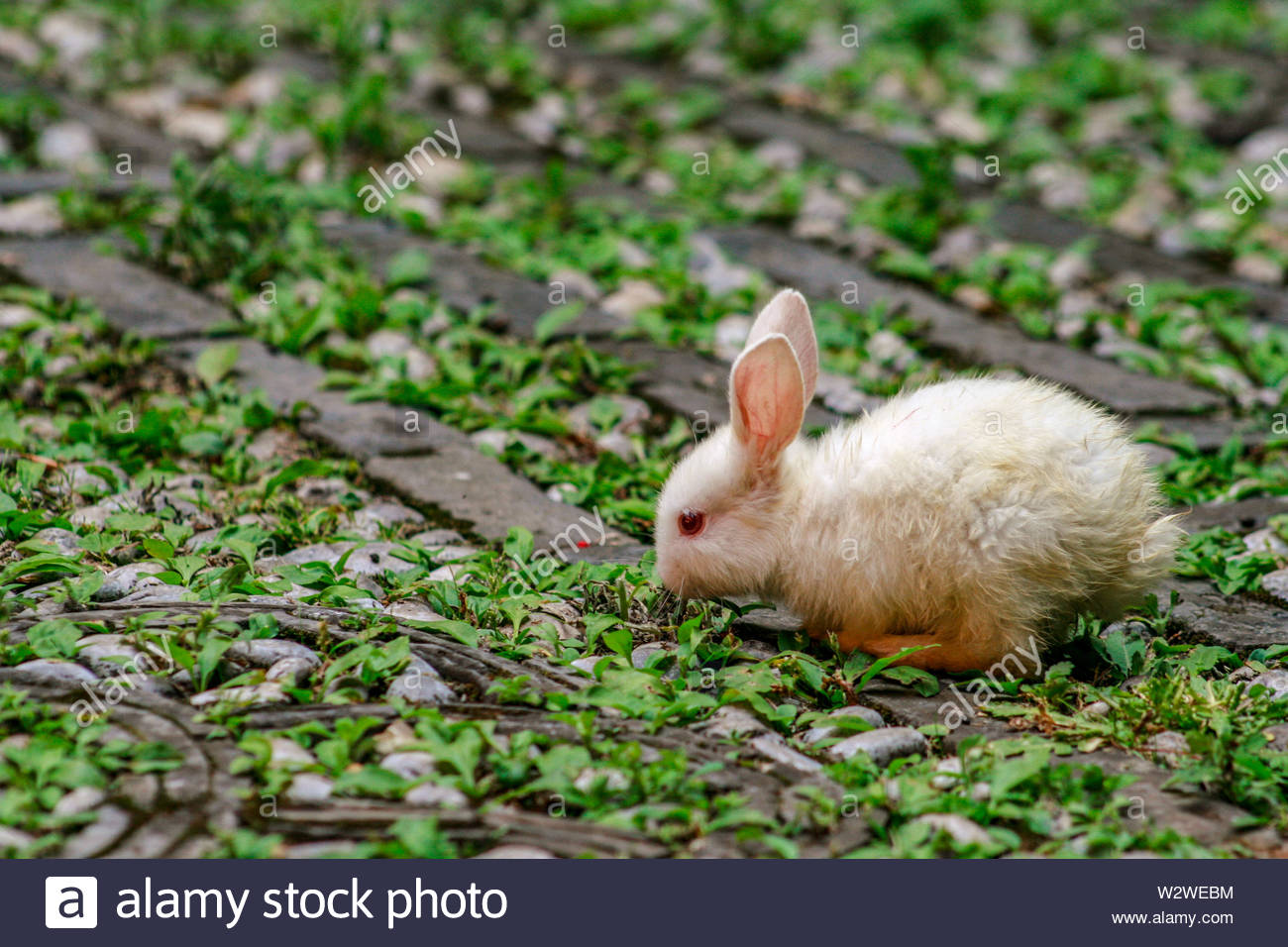 White Albino Rabbit High Resolution Stock Photography and Images - Alamy