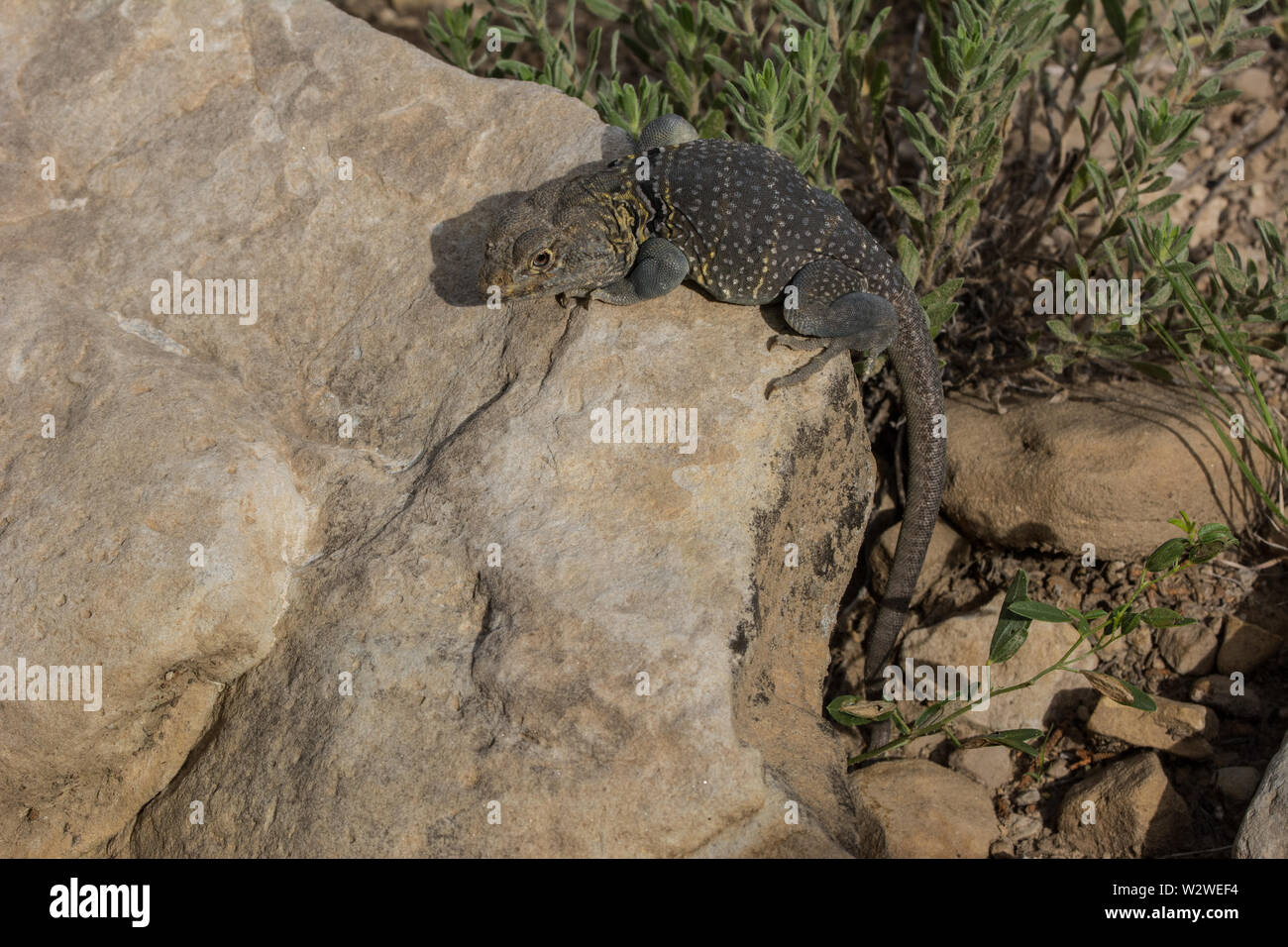 Eastern Collared Lizard (Crotaphytus collaris) from Otero County ...