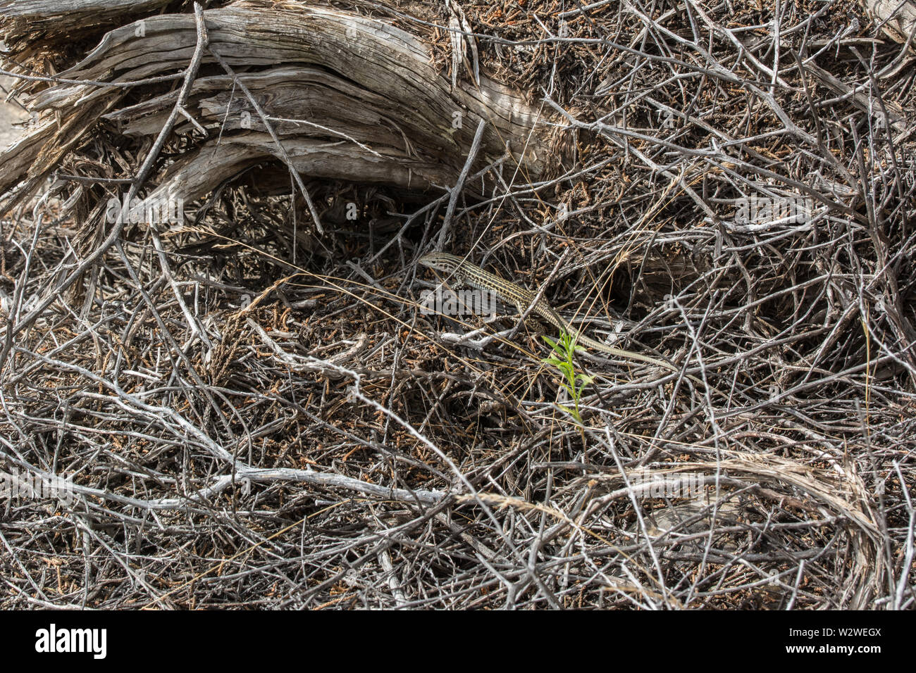 Colorado checkered whiptail lizard hi-res stock photography and images ...