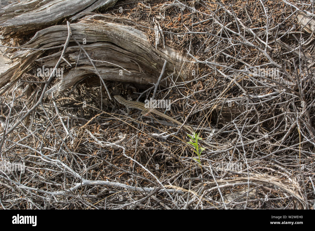 Colorado Checkered Whiptail (Aspidoscelis neotesselatus) from Otero ...
