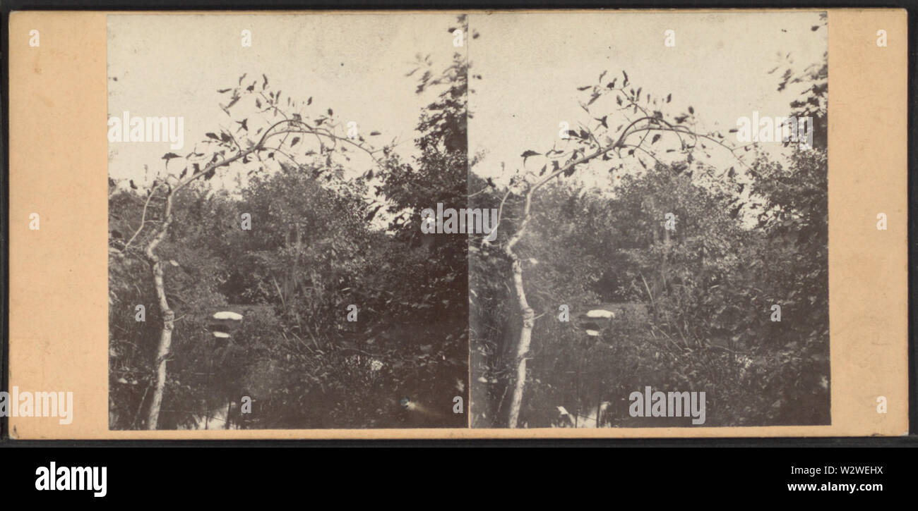 In the Ramble, from Robert N Dennis collection of stereoscopic views ...