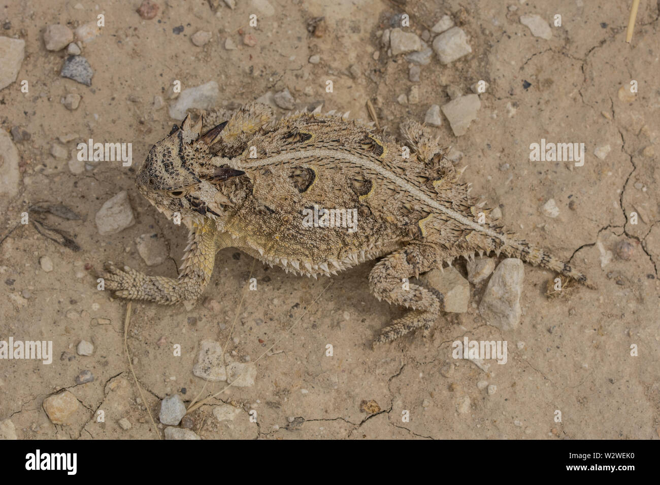 Texas Horned Lizard (Phrynosoma cornutum) from Otero County, Colorado ...