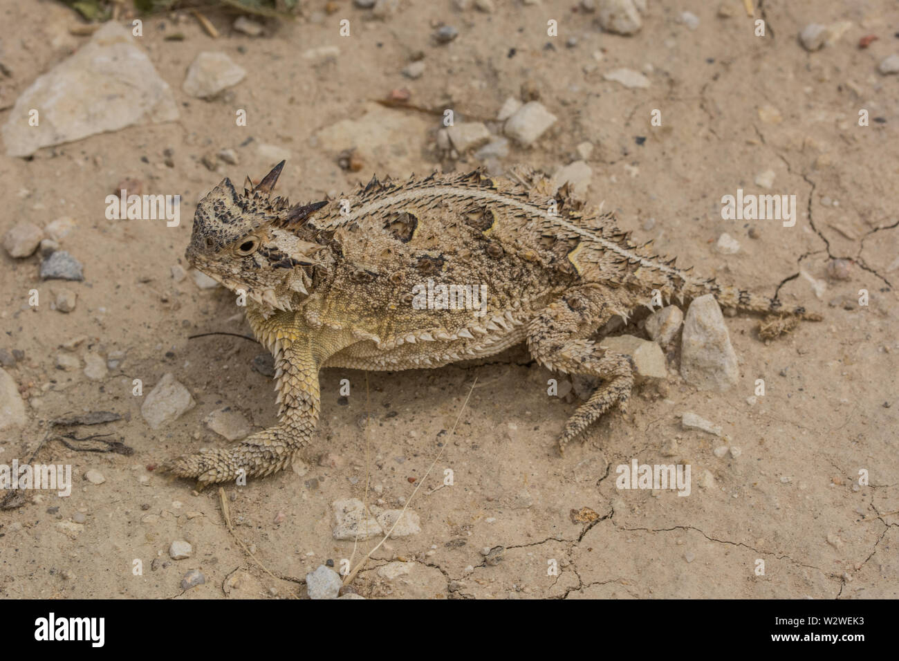 Texas Horned Lizard (Phrynosoma cornutum) from Otero County, Colorado ...