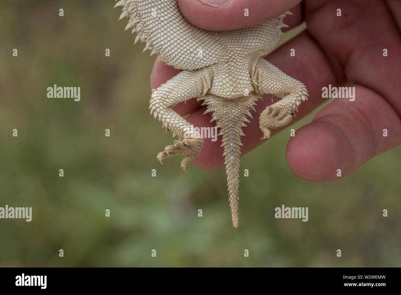 Texas Horned Lizard (Phrynosoma cornutum) from Otero County, Colorado ...