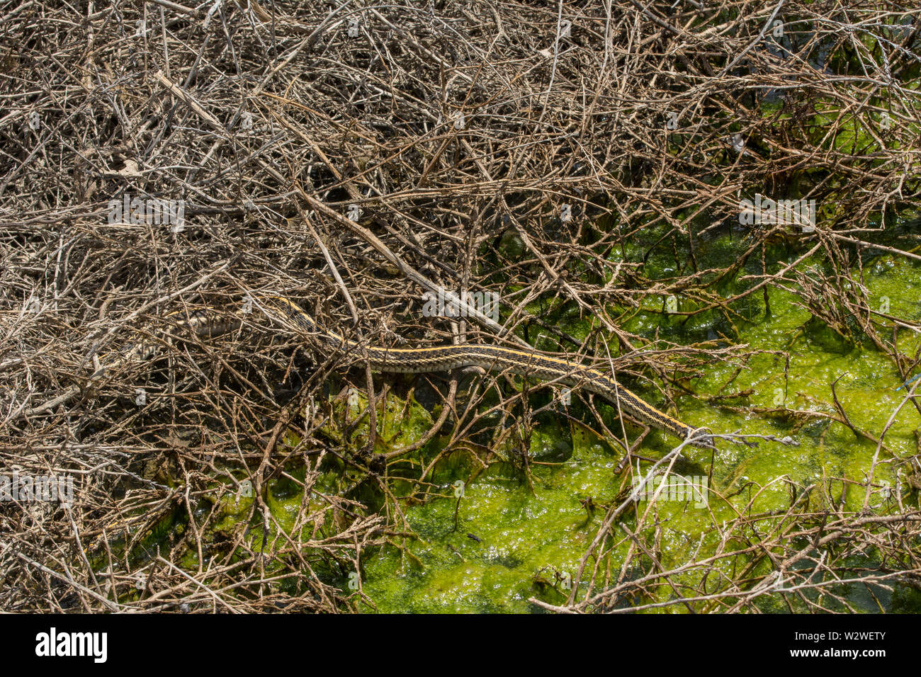Plains Gartersnake (Thamnophis radix) from Kiowa County, Colorado, USA ...