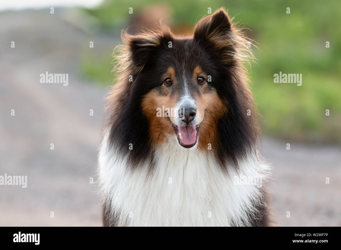 Sheepdog dawn hi-res stock photography and images - Alamy