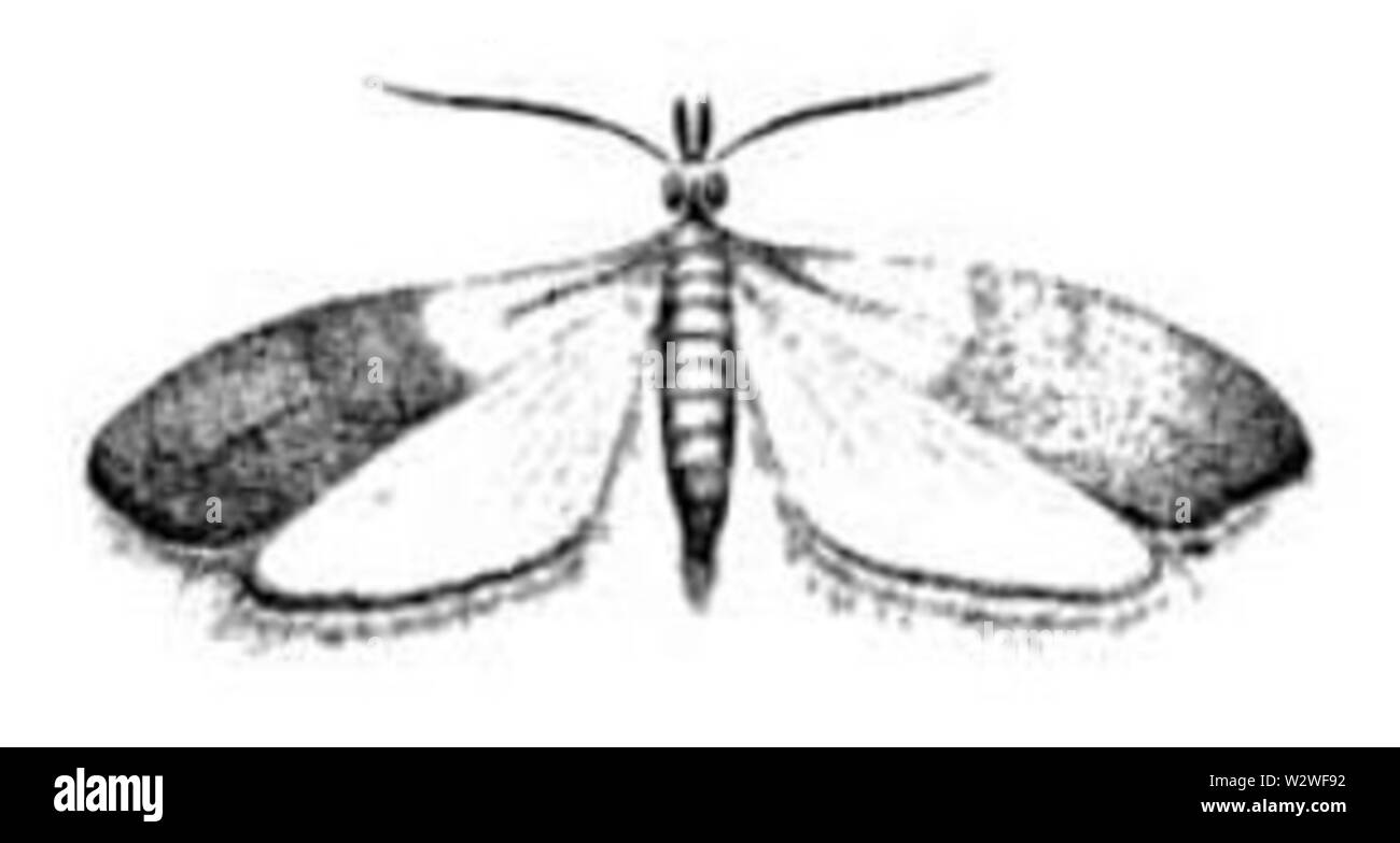 Scientific insect drawing Cut Out Stock Images & Pictures - Alamy